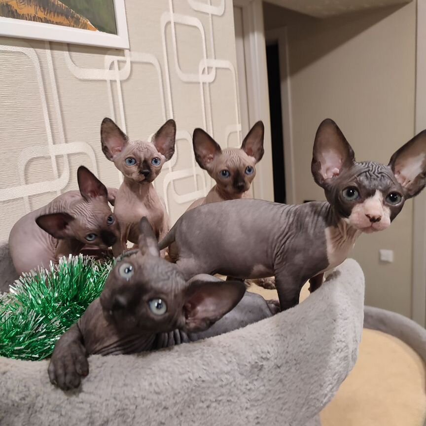 Канадский сфинкс