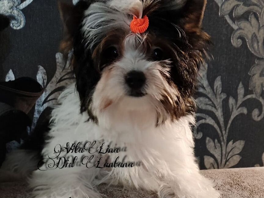 Щенки бивер йорка девочка