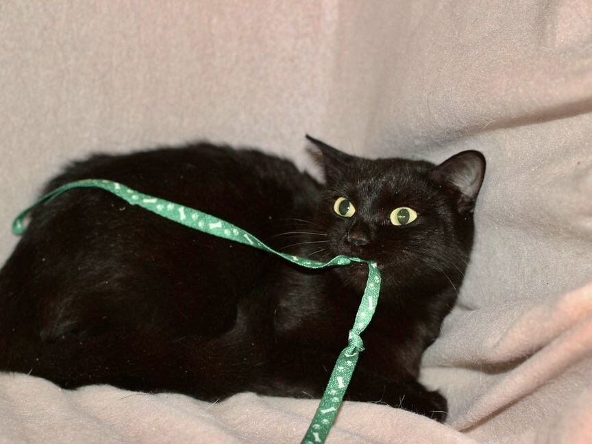 Черная кошечка, 1 год