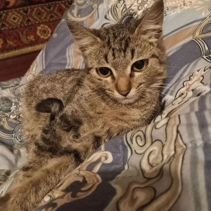 Котофей 3 мес