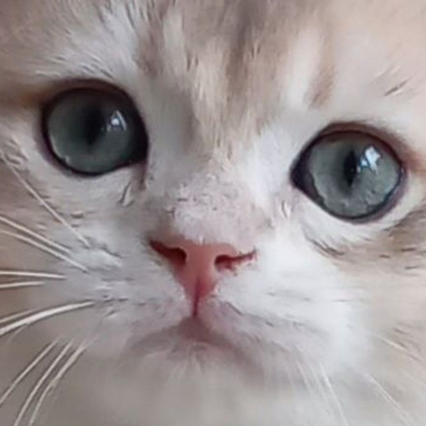 Золотая шиншилла лиловое золото прямой носитель