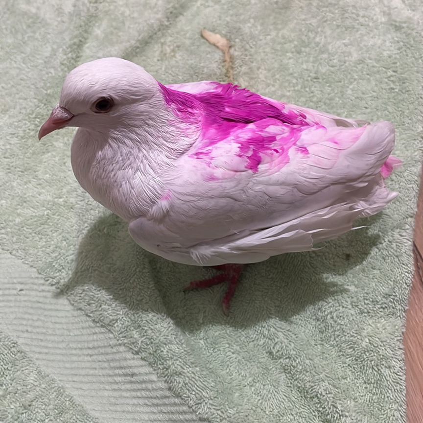 Голубь белый домашний