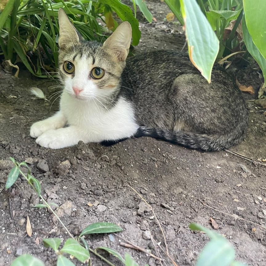 Котик 3,5-4 месяца