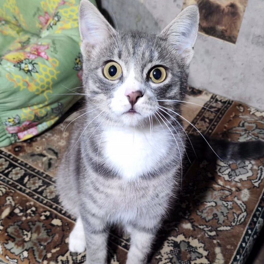 Кот Кузя в серебристой шубке