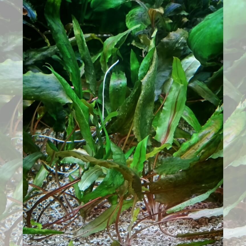 Криптокорина