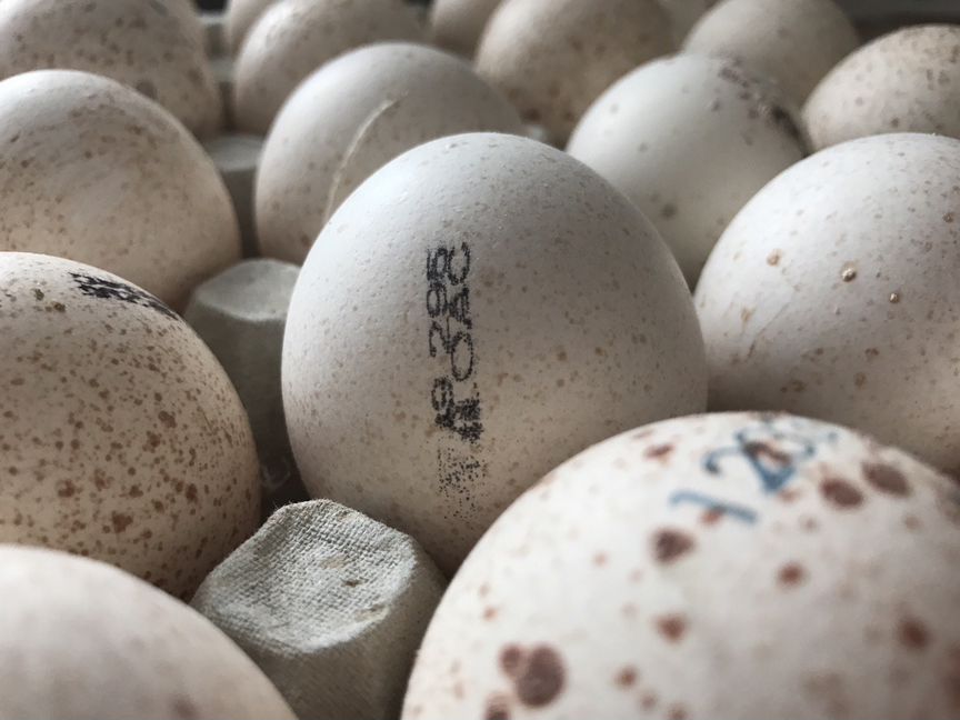 Яйца Биг 6 Словакия