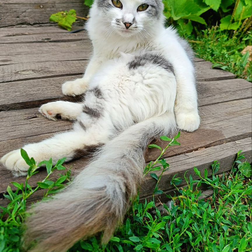 Кот Каспер