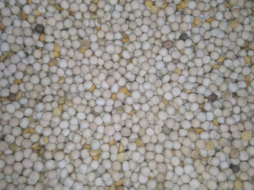 Горох на корм