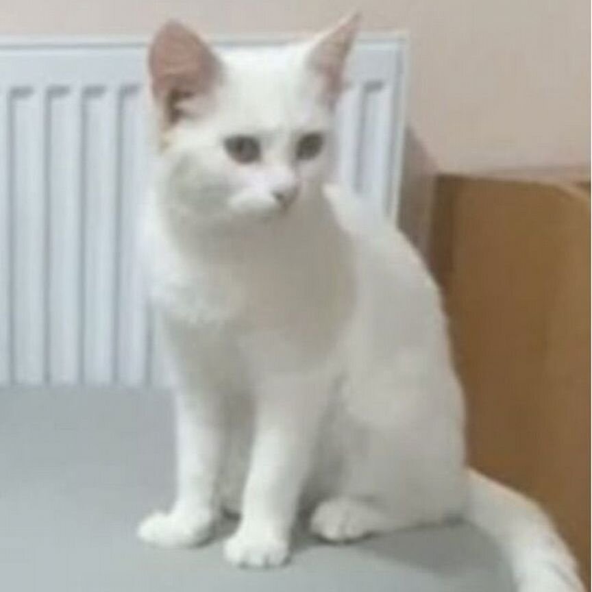 Белый котенок, девочка, 4,5 месяца