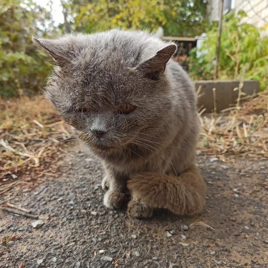 Котик