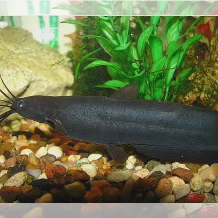 Мешкожаберный сом