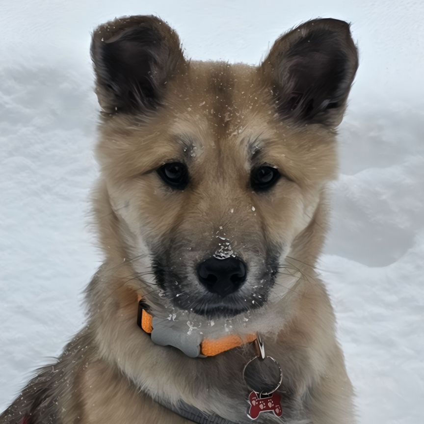 Щенок в добрые руки