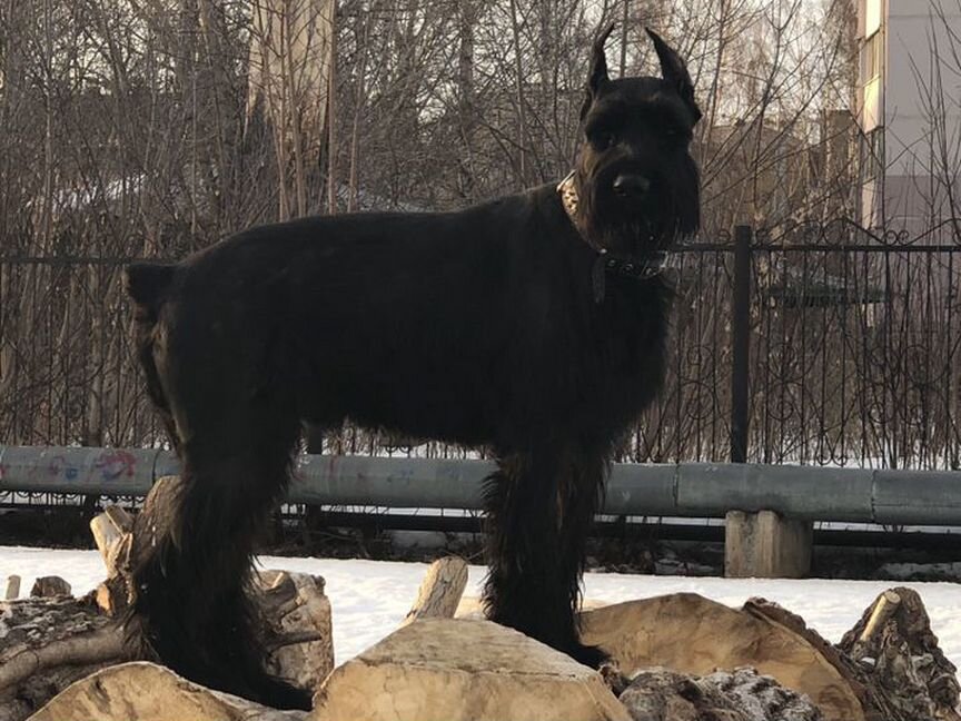 Ризеншнауцер