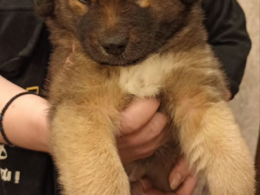 Щенок- девочка метис овчарки бесплатно