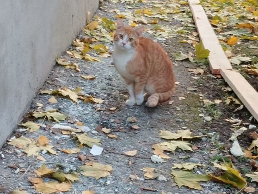 Котик Рыжик хочет Домой