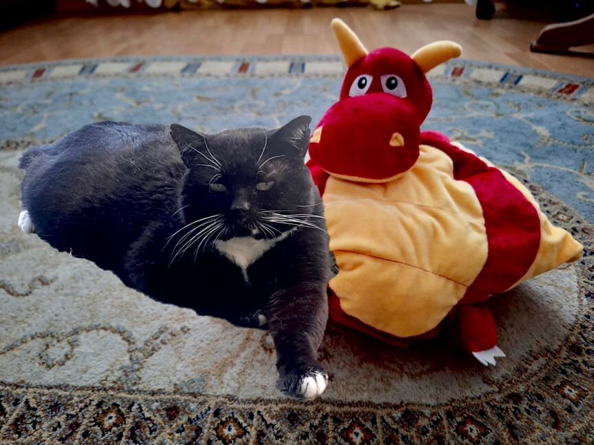 Огромный кот-бегемот Вася 3 года