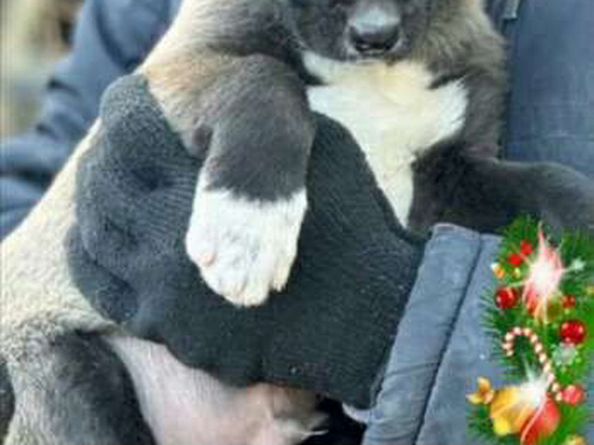 Щенки с приюта ищут дом