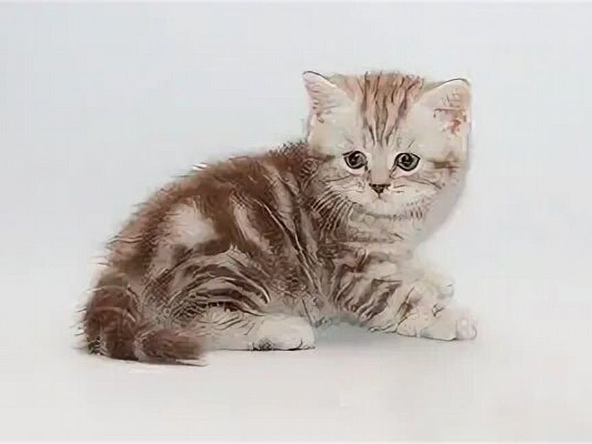 Мраморные Котята