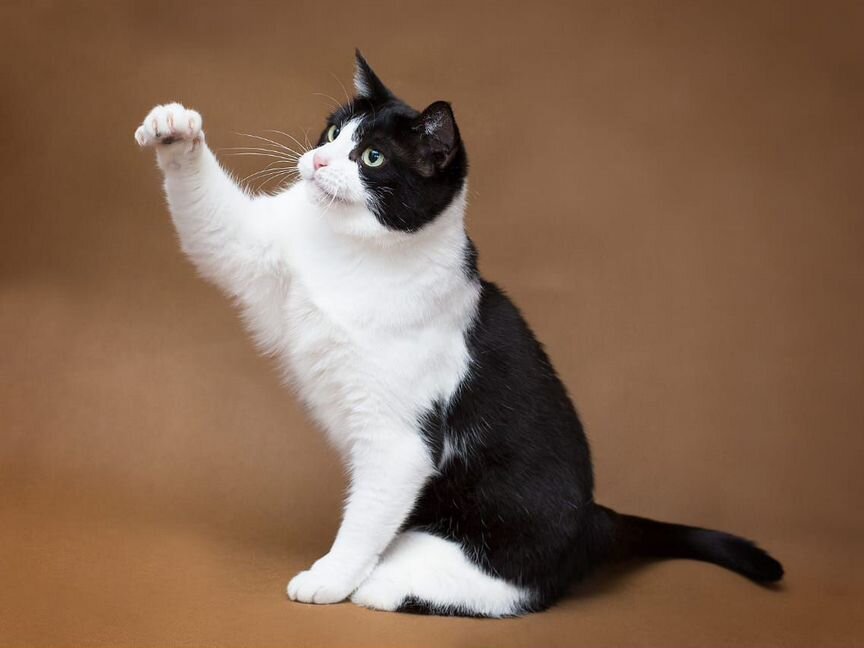 Маркизная Мурочка, кошка с тремя лапками