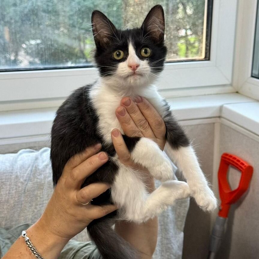 Котенок-девочка, ласковая, игривая Шустряшка