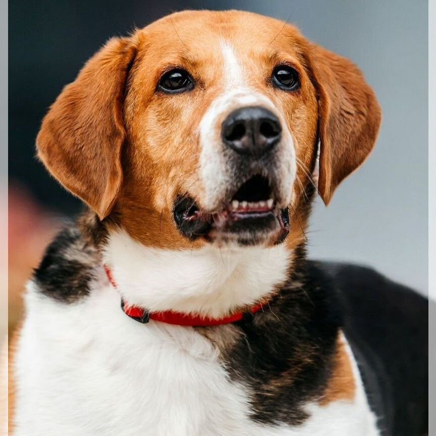 Взрослая собака в добрые руки