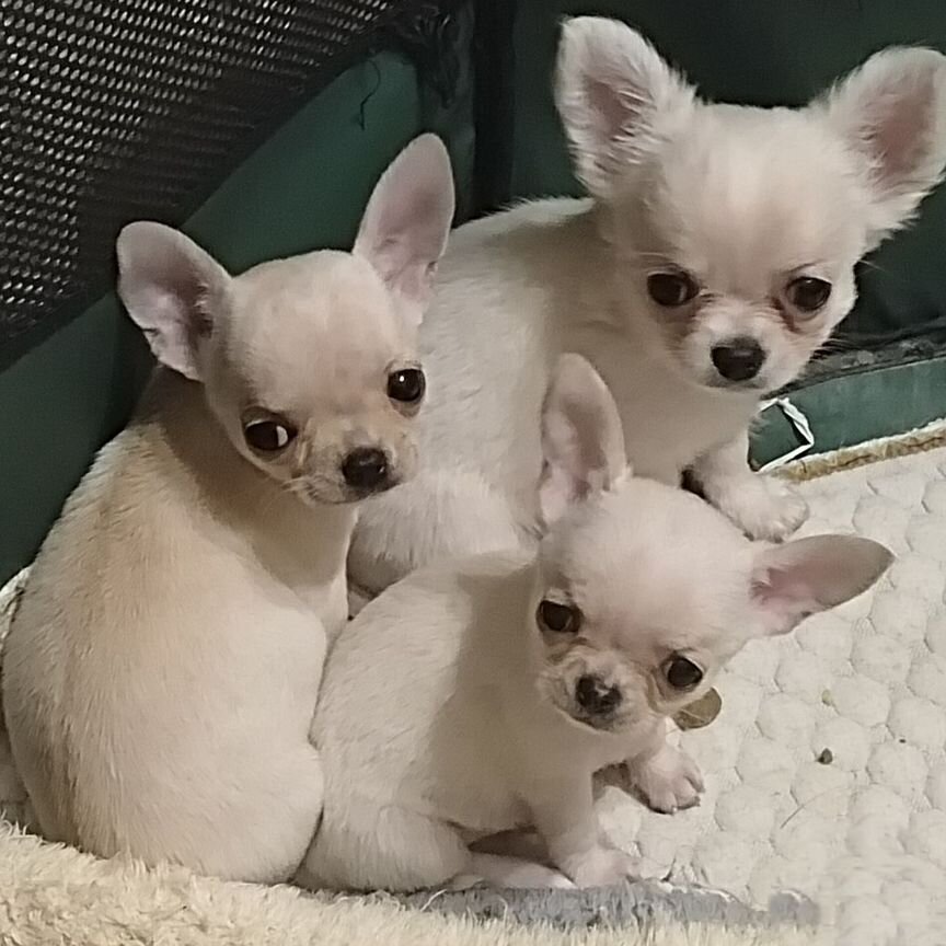 Чихуахуа, щенок