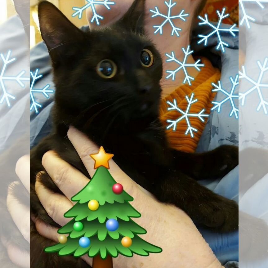 Девочка кошечка