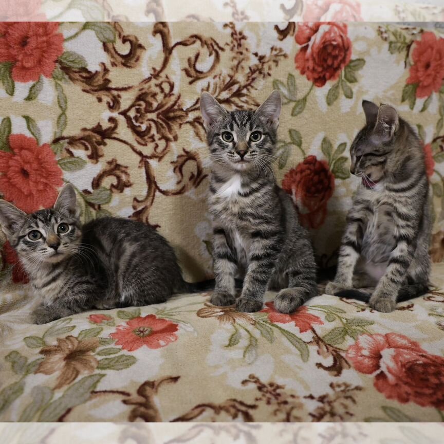 Котята в добрые руки бесплатно