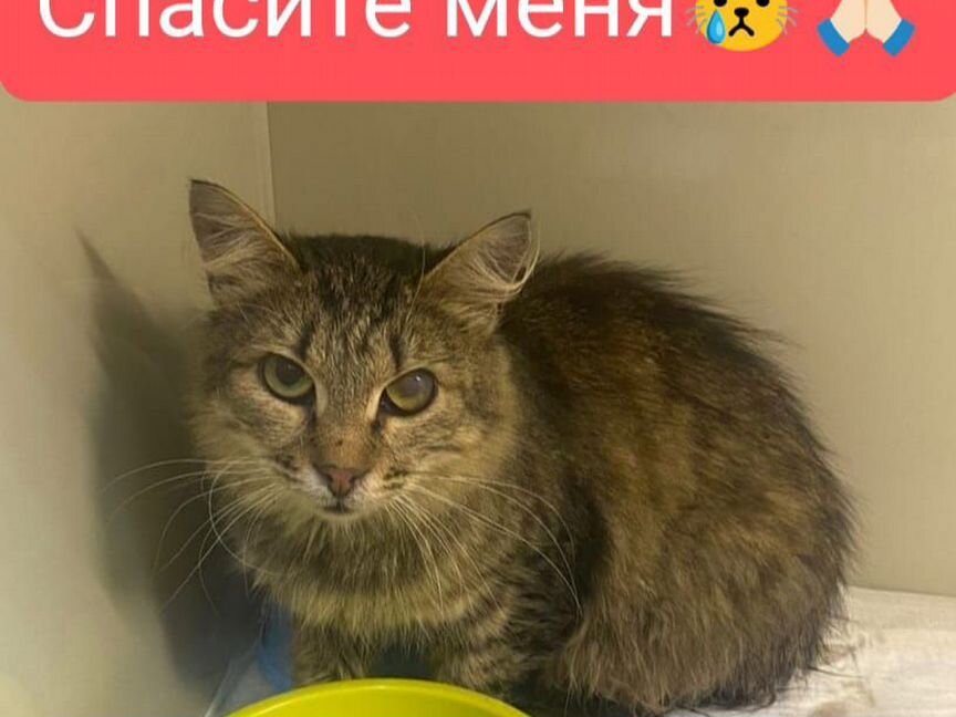 Спасите Мокку