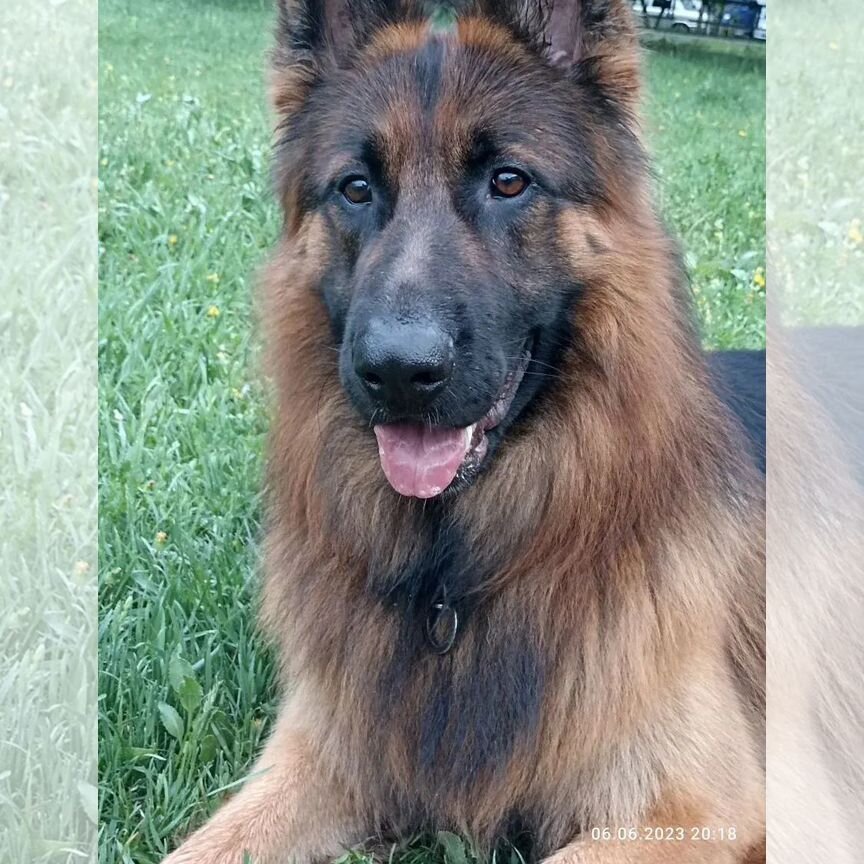 Немецкая овчарка, вязка