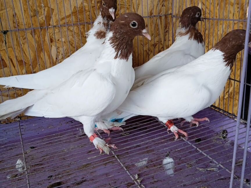 Голуби продажа бойные