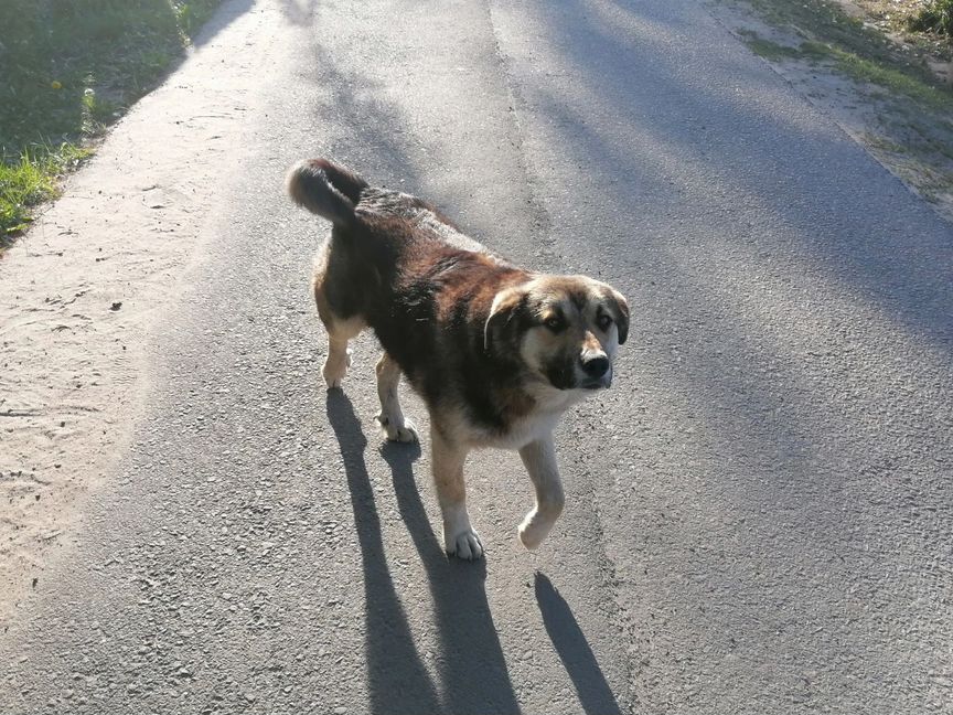 Пёс Шарик в добрые руки