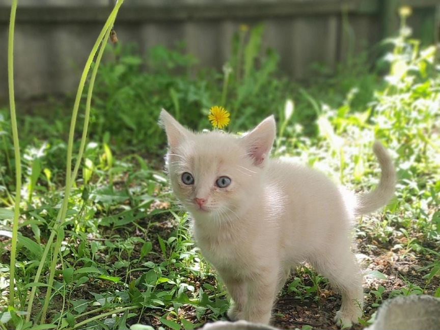 Котик в добрые руки