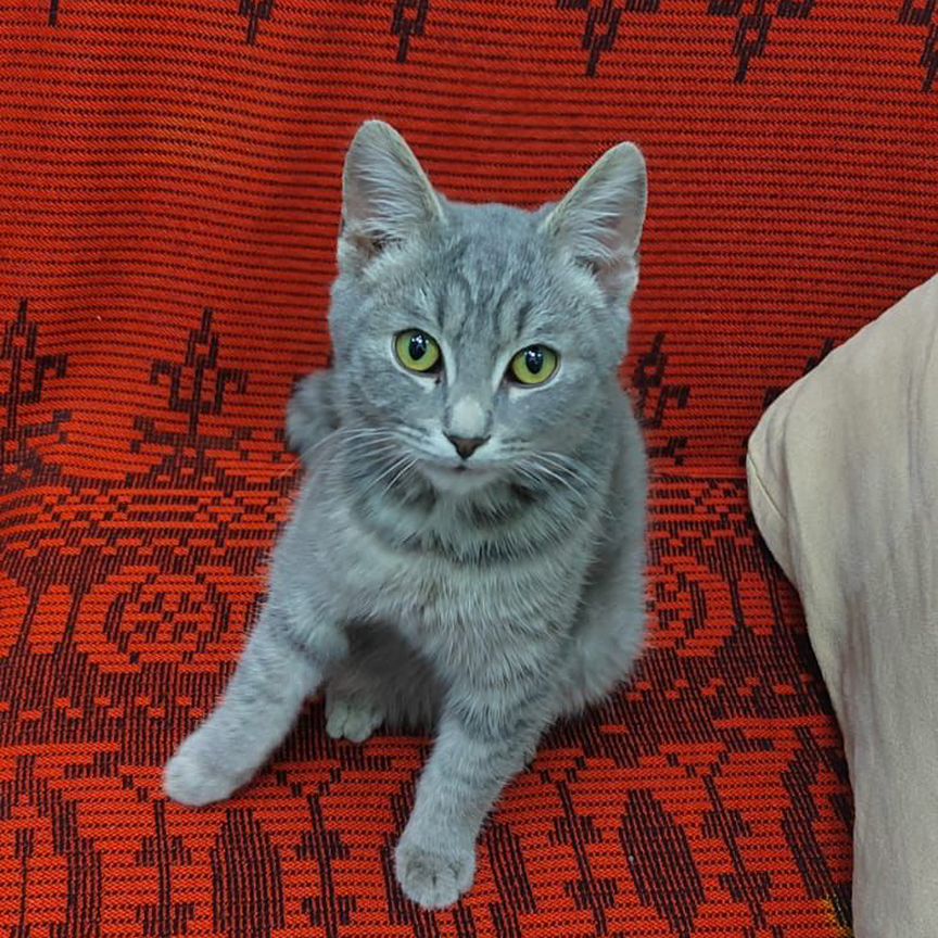 Котёнок ищет дом