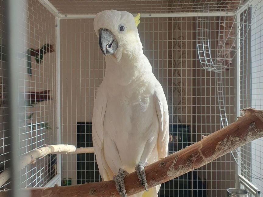 Попугай какаду