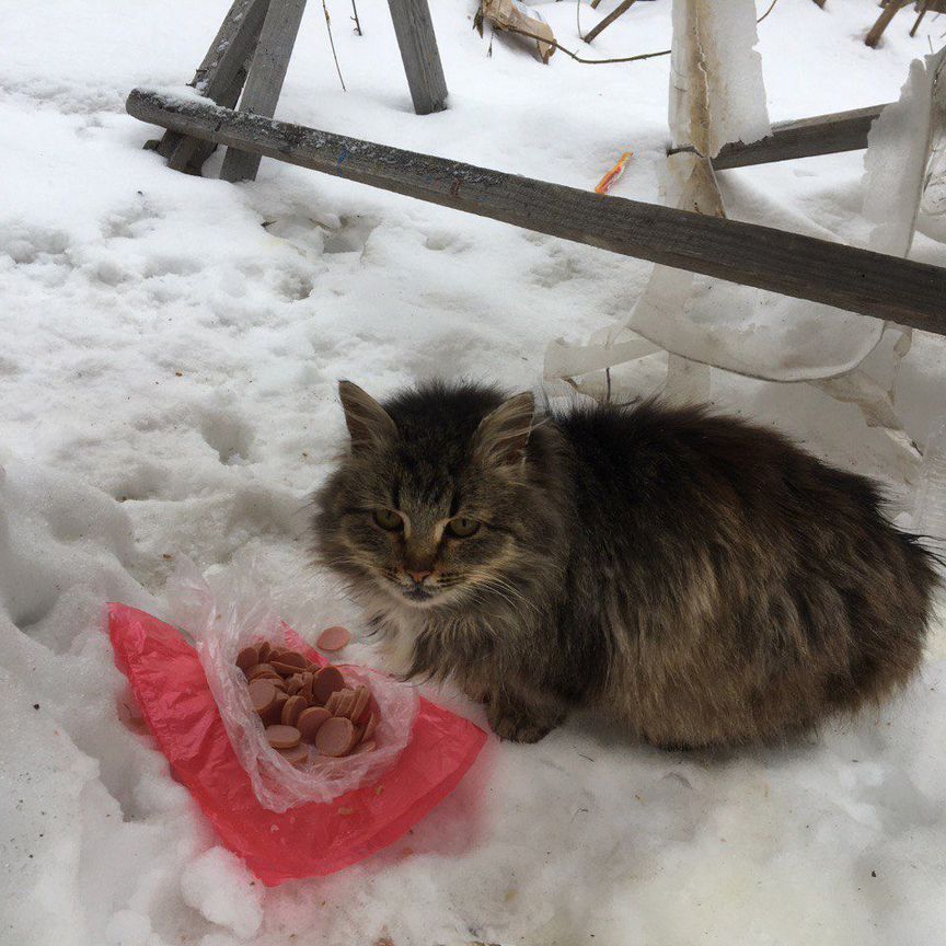 Кошка в добрые руки