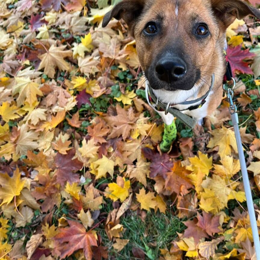 Жулька в добрые руки