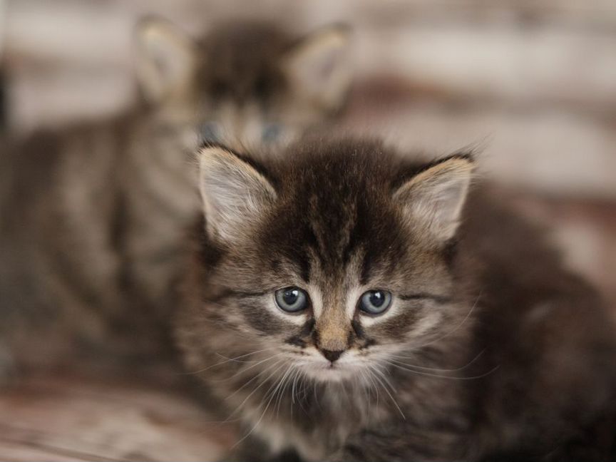 Сибирские котята