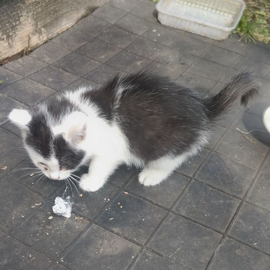 Шотландский вислоухий короткошёрстный котёнок