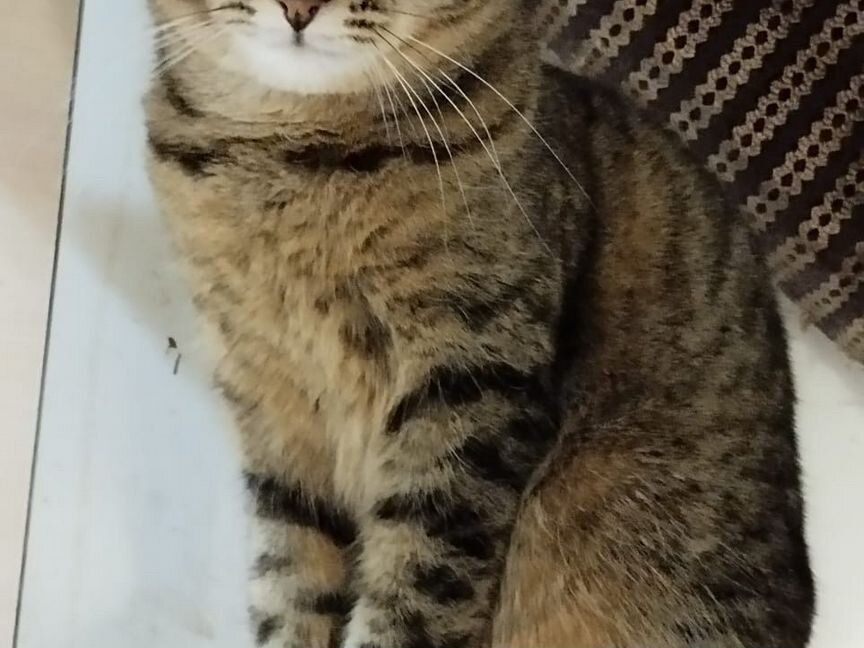 Стерилизованная Лори ищет дом