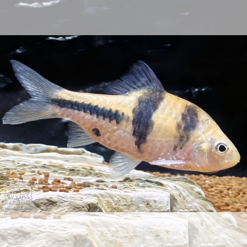 Барбус крестовый