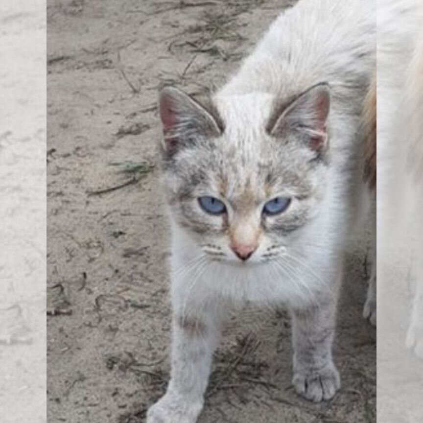Кошки в добрые руки