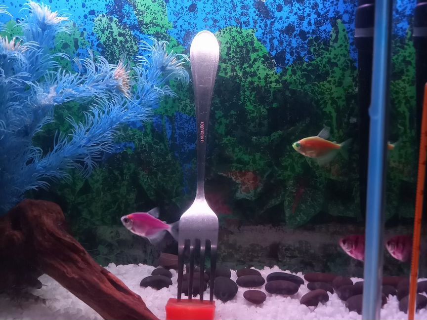 Аквариумные рыбки теренции