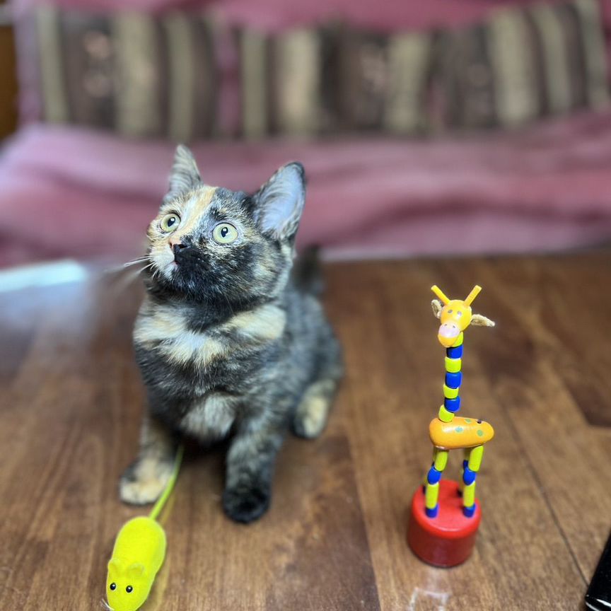 Котенок трехцветка Севиль