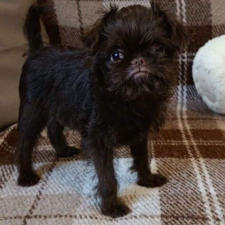 Бельгийский гриффон, щенок