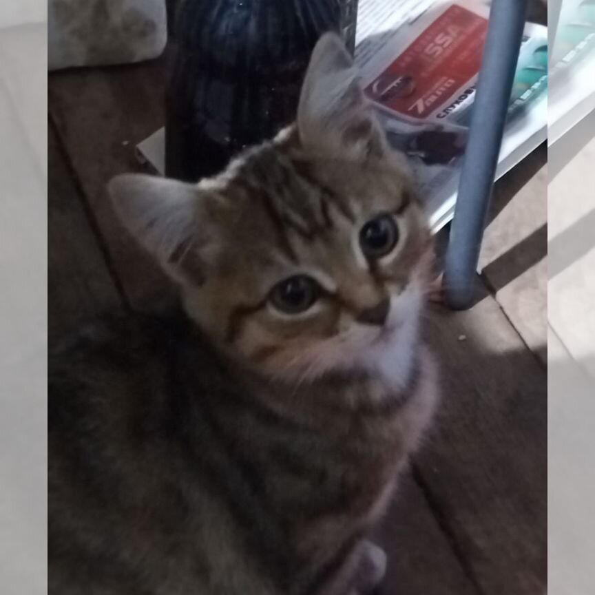 Котята в добрые руки даром