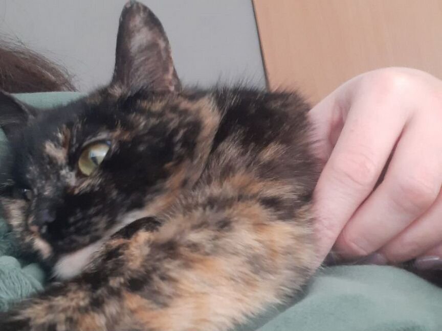 Очень красивый котенок