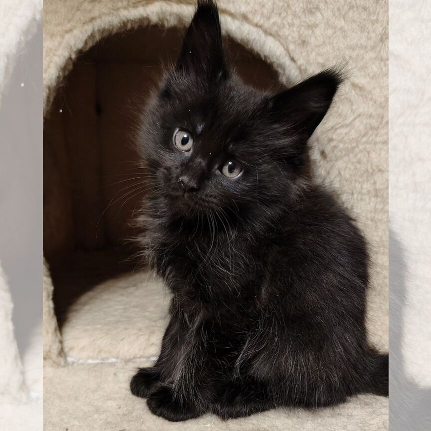 Мейн-кун котёнок