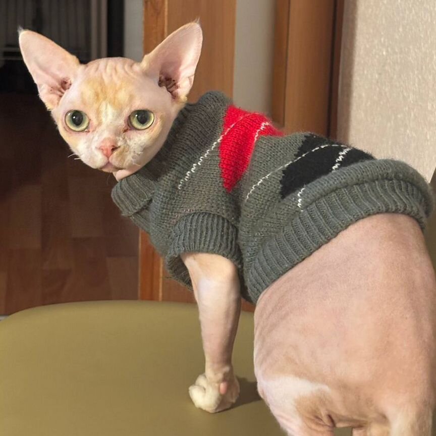 Девон-рекс, взрослый кот