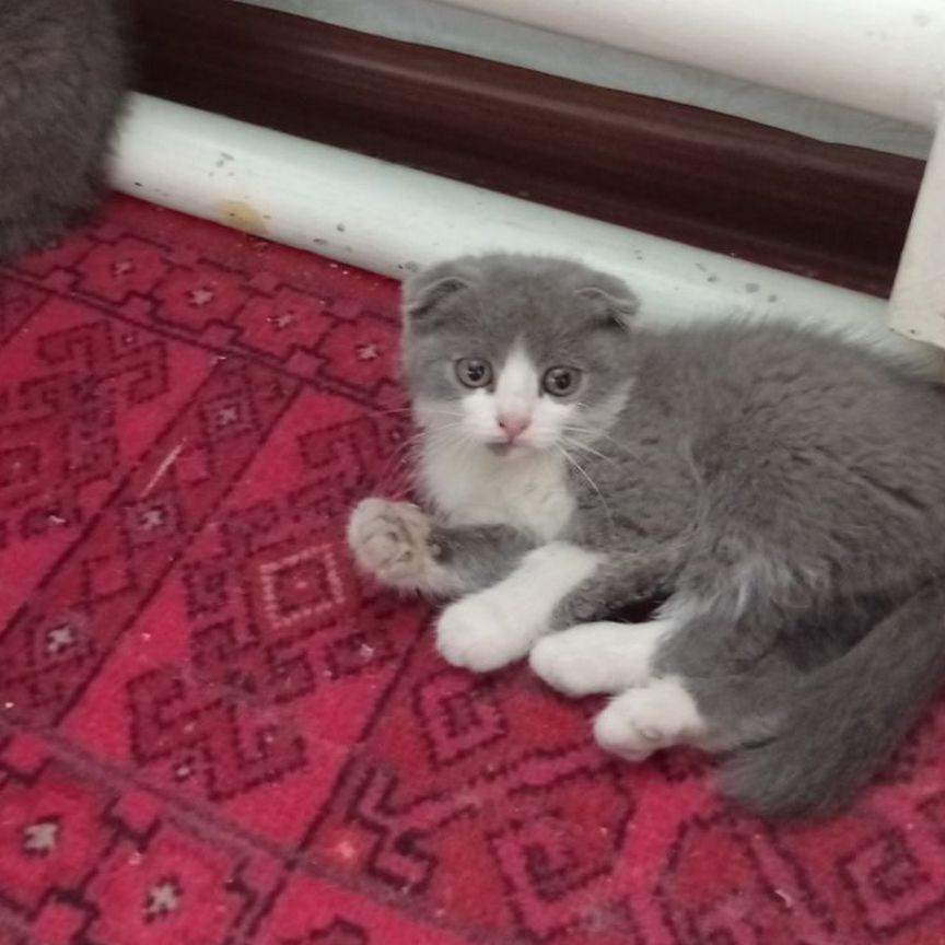 Шотландский вислоухий короткошёрстный котёнок